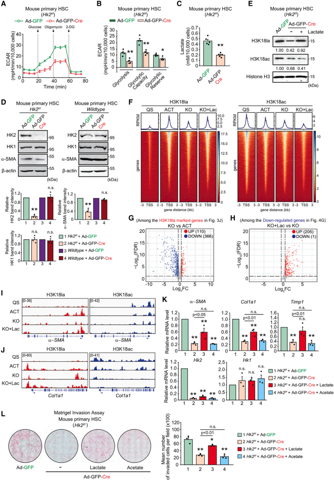 Cell Metabolism（IF:29）如何用“糖酵解+乳酸化”两大国自然热点讲好故事，看看这篇文章_warburg效应ecar和ocr ...