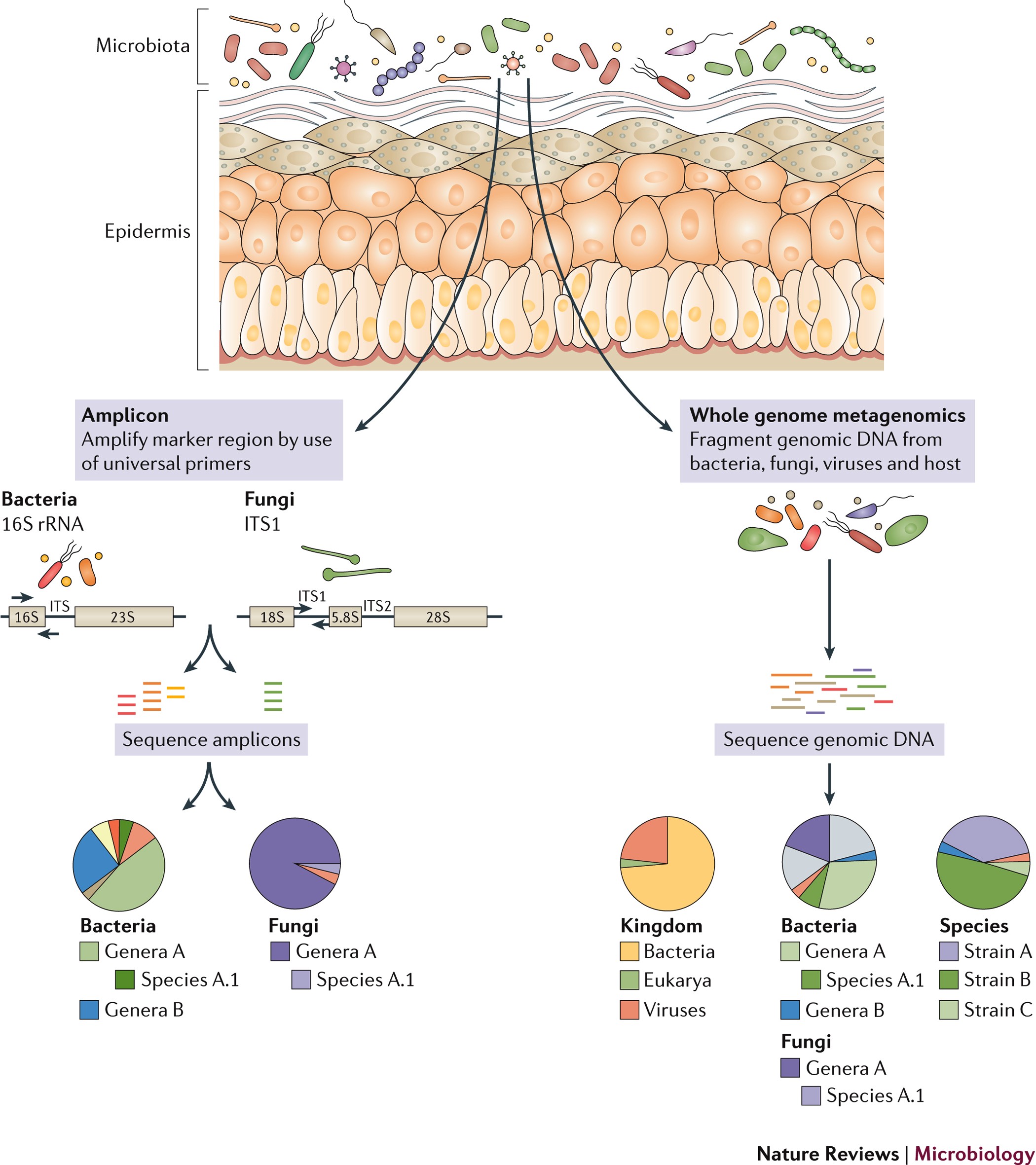The human skin microbiome_the human skin microbiome nature reviews | microbi-CSDN博客