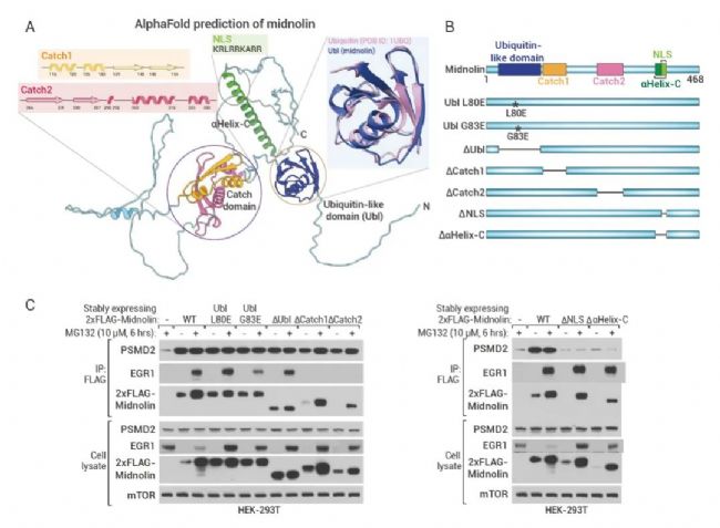 非泛素化 Midnolin-蛋白酶体降解 “新“ 机制 - MedChemExpress-CSDN博客