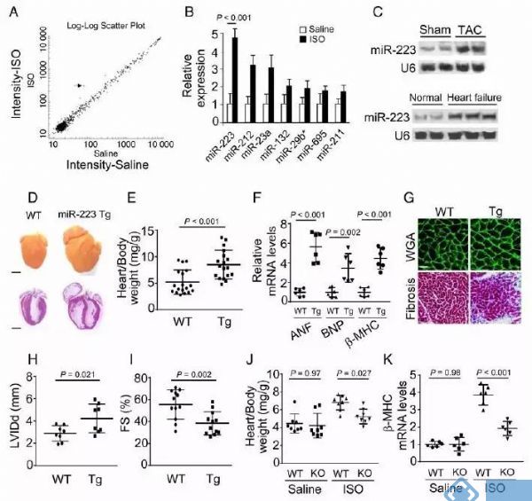 linux分析mirna,一篇15分的miRNA芯片文章详细解读 | 文章解读-CSDN博客