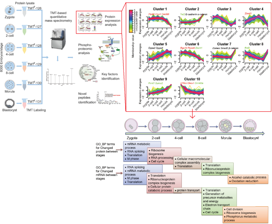 使用Mfuzz包进行基因表达的时间趋势分析并划分聚类群-CSDN博客