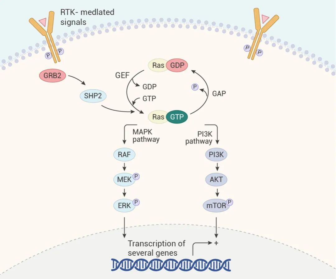 十个具潜力的小分子介绍及应用盘点 - MedChemExpress_glecirasib的结构-CSDN博客