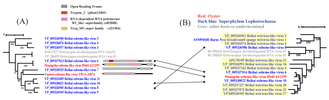 iMeta | 水科院南海所姜敬哲/中大施莽利用病毒组揭示的牡蛎体内的新型RNA病毒...-CSDN博客