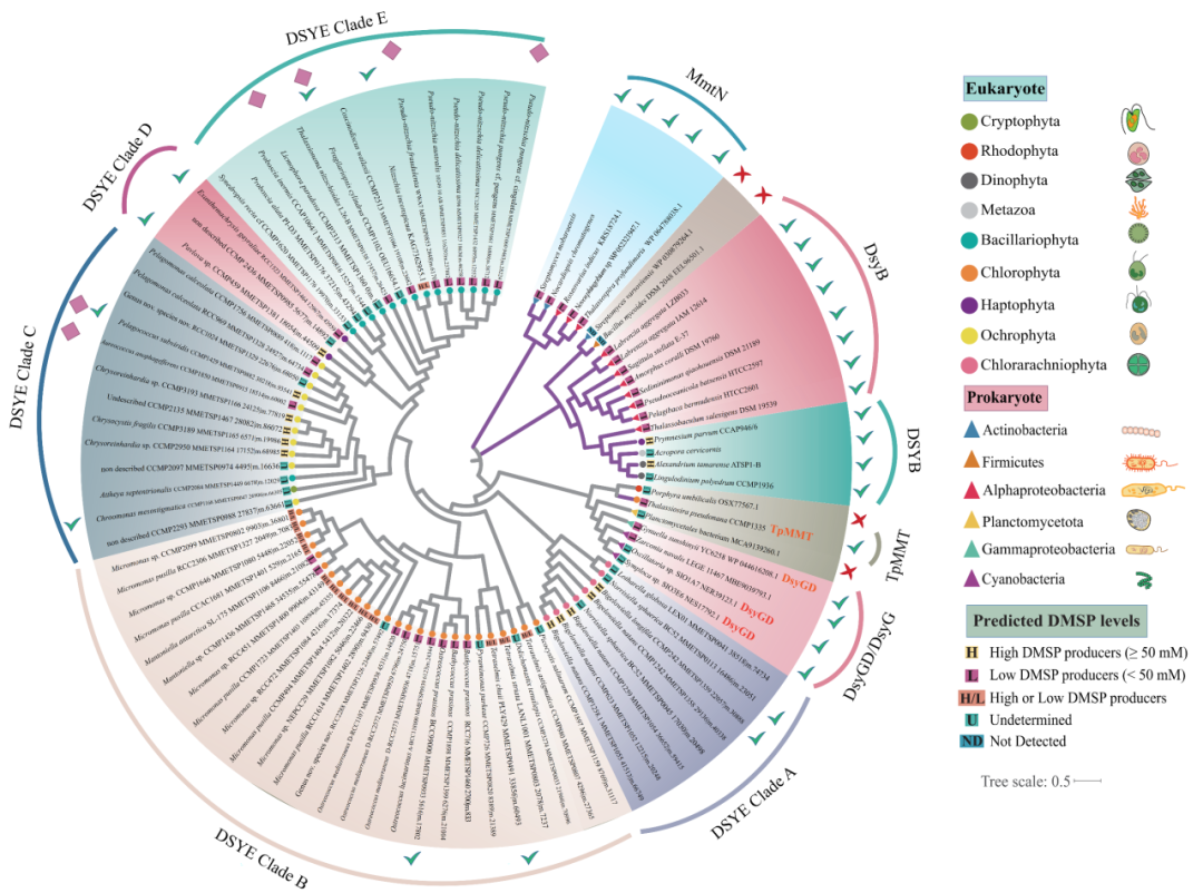 Nature Microbiology | 中国海洋大学张晓华团队发现新型DMSP合成酶-CSDN博客
