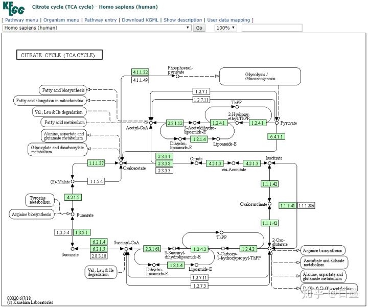 一文快速读懂 KEGG 数据库与通路图_kegg通路图怎么看-CSDN博客