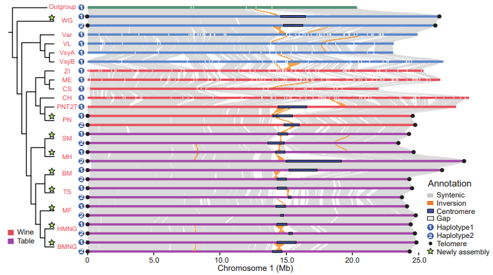 Nature Genetics | 基因组所周永锋团队建立葡萄全基因组选择育种体系-CSDN博客
