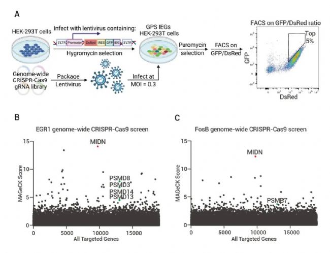 非泛素化 Midnolin-蛋白酶体降解 “新“ 机制 - MedChemExpress-CSDN博客