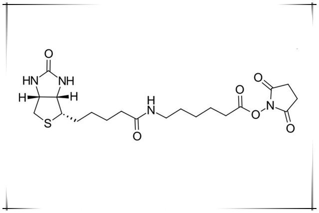 Biotin-X-NHS ester，72040-63-2，生物素 X NHS酯，生物素化探针，可以与许多蛋白质结合-CSDN博客