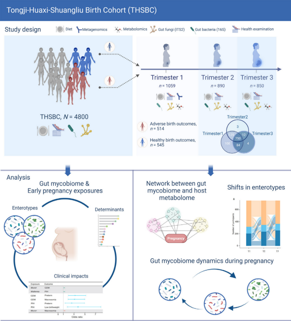 喜讯！西湖大学郑钜圣团队Gut发表4800例队列多组学新成果-CSDN博客