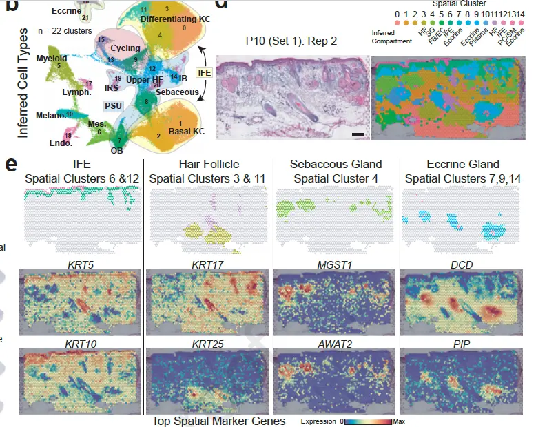 空间细胞类型密度分布图_rctd python-CSDN博客