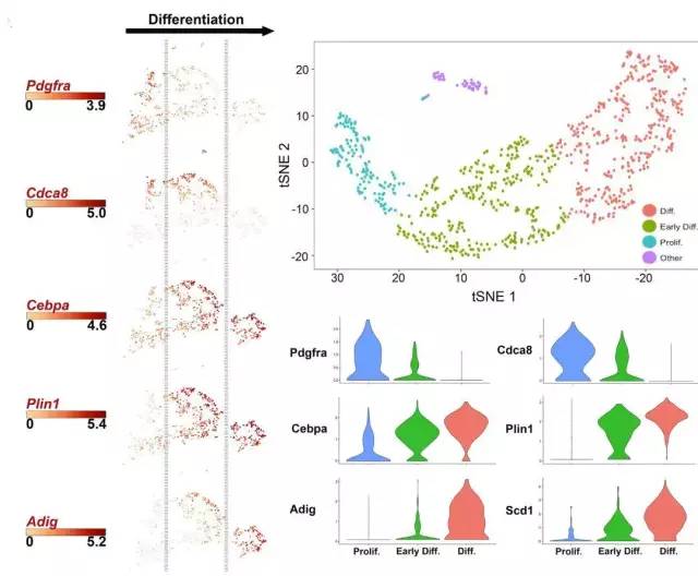 单细胞测序基础知识-CSDN博客