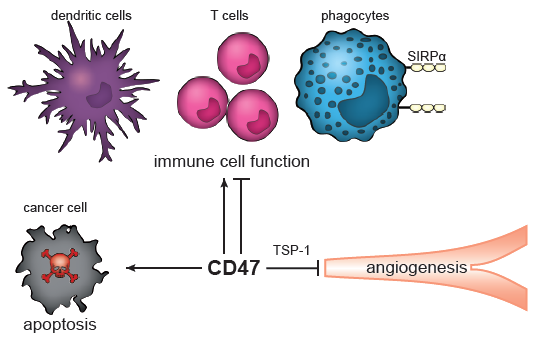【靶点Talk】CD47：“别吃我”靶点能逆袭吗-CSDN博客
