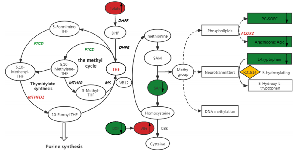低浓度阿拉特津（ATZ）诱导MCF-7细胞增殖的生物标志物发现及其代谢组学机制探究_代谢组中的pos-CSDN博客