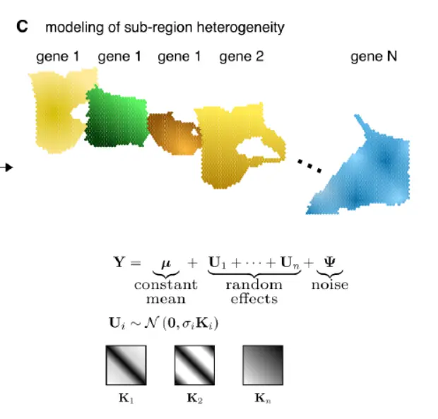10X空间转录组空间高变基因联合组织区域识别之SpatialDE2_sptialde-CSDN博客