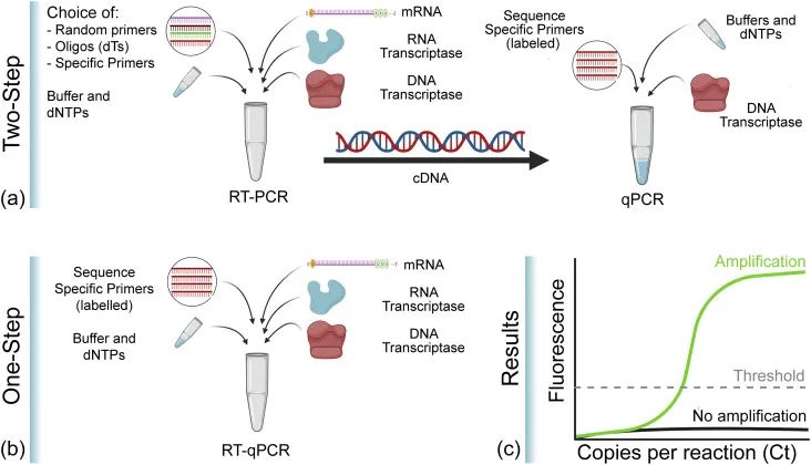 一文读懂：PCR，qPCR，Real-time PCR，RT-PCR和RT-qPCR_real-time quantitative reverse-transcription pcr-CSDN博客