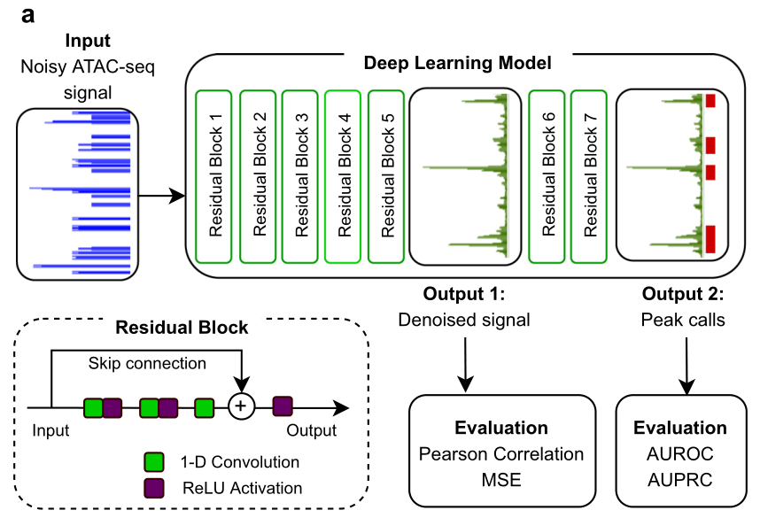 Nat Commun｜单细胞ATAC-seq深度学习工具包AtacWorks，简单、高效且适用-CSDN博客