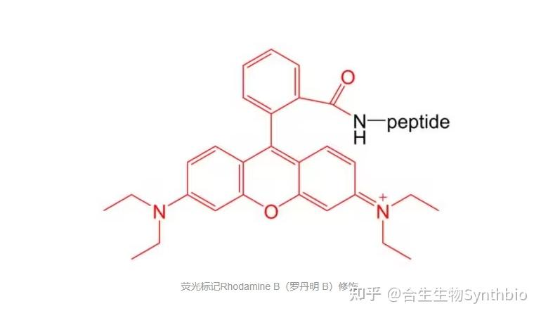 多肽合成荧光标记多肽FITC/AMC/FAM/Rhodamine/TAMRA/Cy3/Cy5/Cy7-Peptide常见基团介绍_fam修饰-CSDN博客