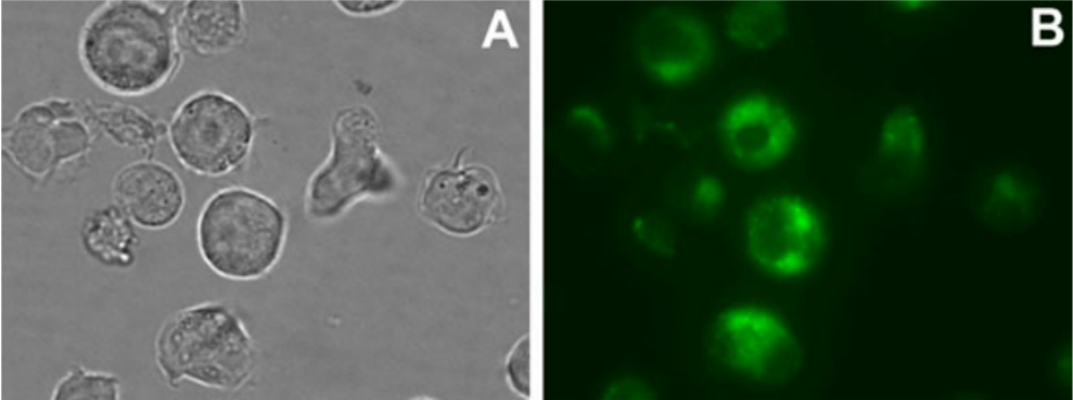 CYTO-ID®长期细胞示踪试剂盒（绿色/红色）-CSDN博客