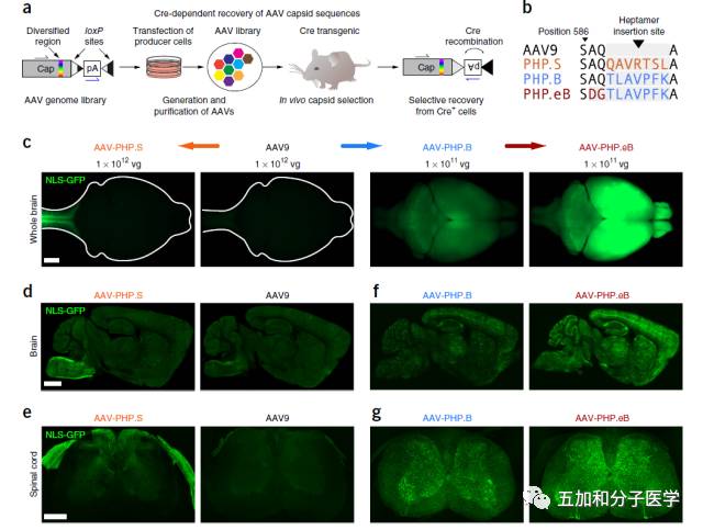 aav-php,脑洞大开 ——还在用立体定位手术操作？ 新型AAV帮您跨越血脑屏障 ！颤抖吧，神经外科！...-CSDN博客