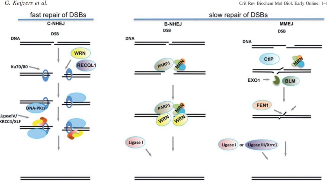 CRISPR-Cas9实验常见问题及解决方案_crispr-cas9筛选转化子时候为什么pcr验证不出来呢-CSDN博客