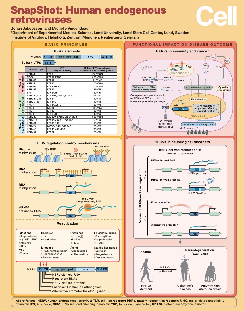 真核细胞中的病毒基因——内源性逆转录病毒 生信工具总结 祖先留下的血源诅咒？_herv 逆转录转座子-CSDN博客