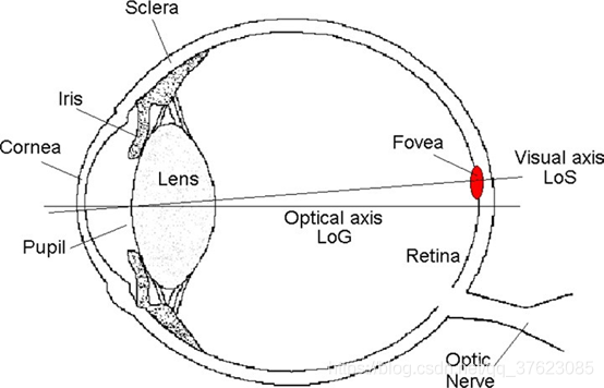Openface (二) EYE GAZE 算法综述_rendering of eyes for eye-shape registration and g-CSDN博客