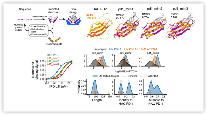 RFDesign: de novo protein design的破局者_rfjoint-CSDN博客