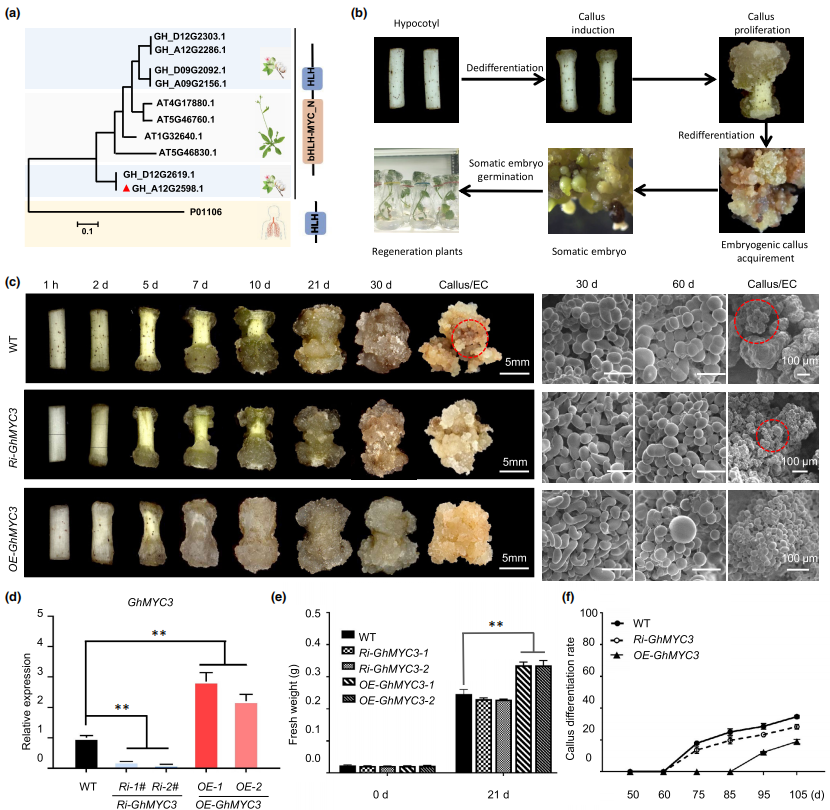 New Phytologist：DAP-seq技术在GhRCD1通过GhMYC3-GhMYB44-GhLBD18转录级联调控陆地棉体细胞胚胎发生机制研究中的应用-CSDN博客