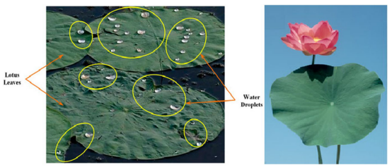 2024年最新优化算法——莲花效应算法，MATLAB代码免费获取-CSDN博客