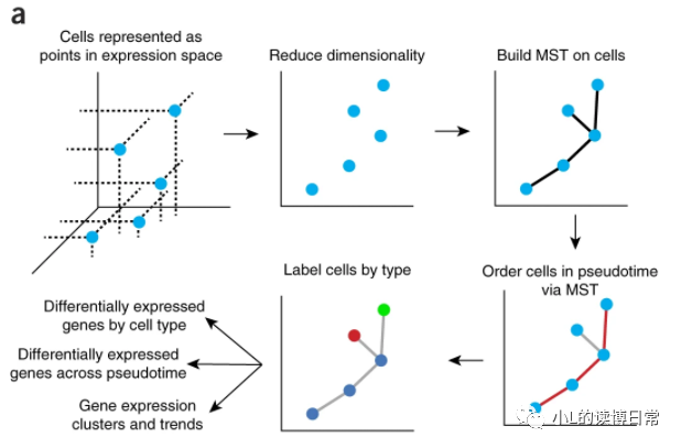 细胞轨迹（trajectory）分析——Monocle_monocle分析_小L的生信笔记的博客-CSDN博客