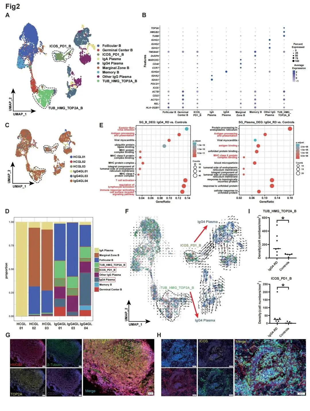 ＜IF=27.4＞ IgG4相关性疾病中颌下腺和血液中的细胞和分子改变_蔡志刚 生信-CSDN博客