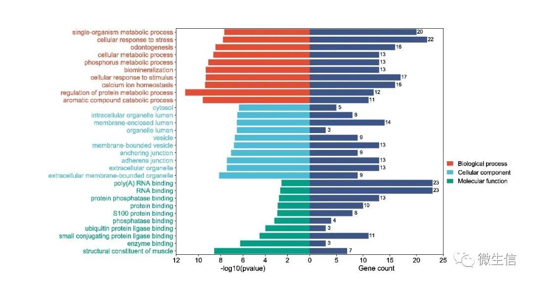 左右双侧条形图展示基因本体论（GO）BP、CC、MF三合一富集分析结果C、MF三合一富集分析结果_bp cc mf-CSDN博客