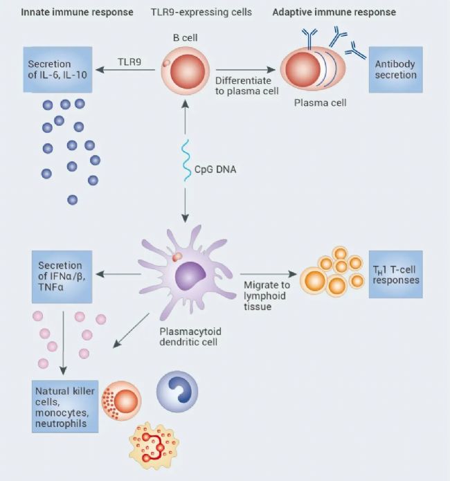 CpG ODN 在活化 pDC 以及增强免疫反应中的应用 - MedChemExpress-CSDN博客