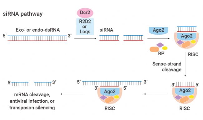 干货分享 | 如何做 RNA 干扰实验？(常见问题+解决方案）_sidirect设计dsrna-CSDN博客