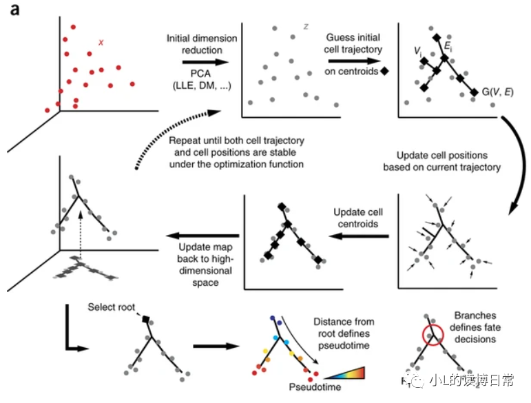 细胞轨迹（trajectory）分析——Monocle_monocle分析_小L的生信笔记的博客-CSDN博客