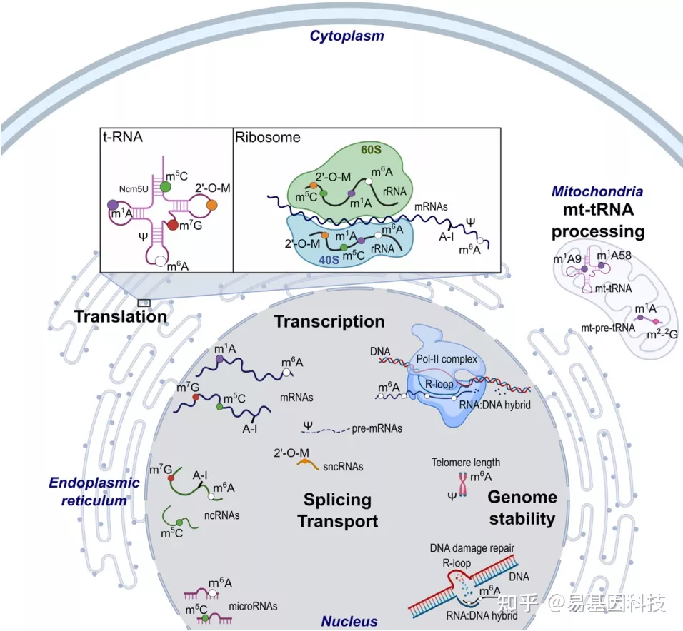 易基因｜深度综述：癌症中RNA修饰机制的遗传和表观遗传失调（m6A+m1A+m5C+ψ）_adar3 脑-CSDN博客