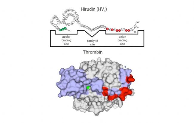 毒素肽作用机制及在药物开发领域的应用 - MedChemExpress-CSDN博客