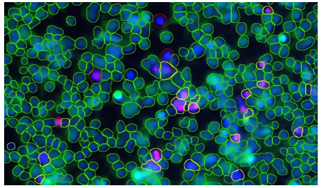 阳离子脂质体DOTMA和DOTAP在科研应用方面的区别有哪些？-CSDN博客