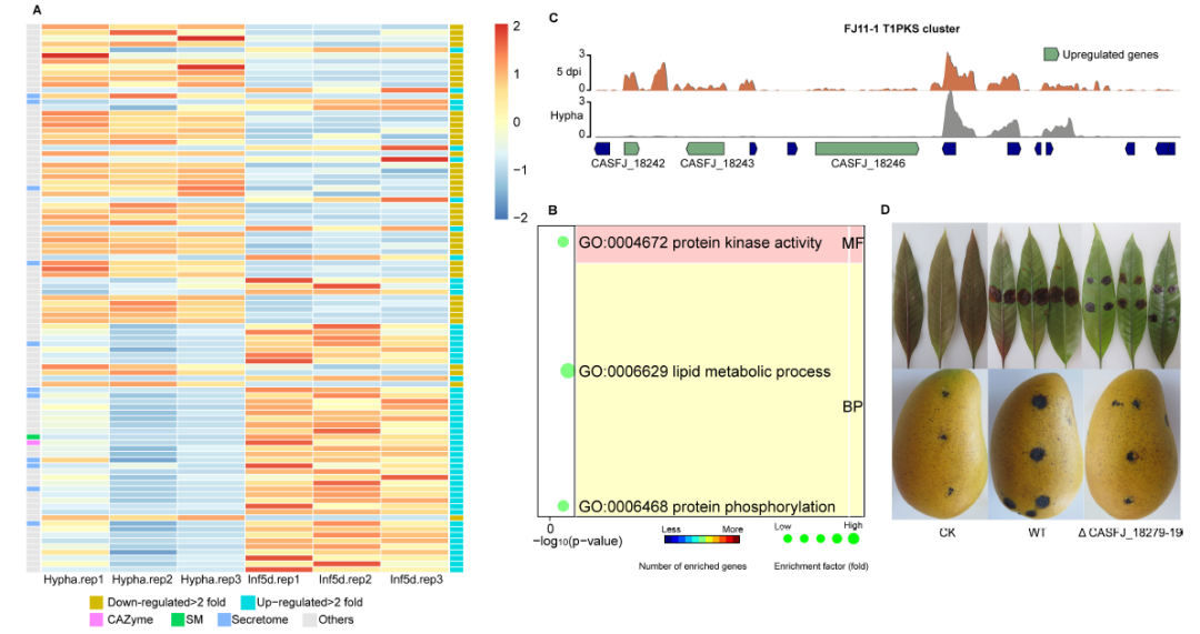 mbio | 西农刘慧泉+广西农科院李其利揭示炭疽菌属小染色体进化规律-CSDN博客