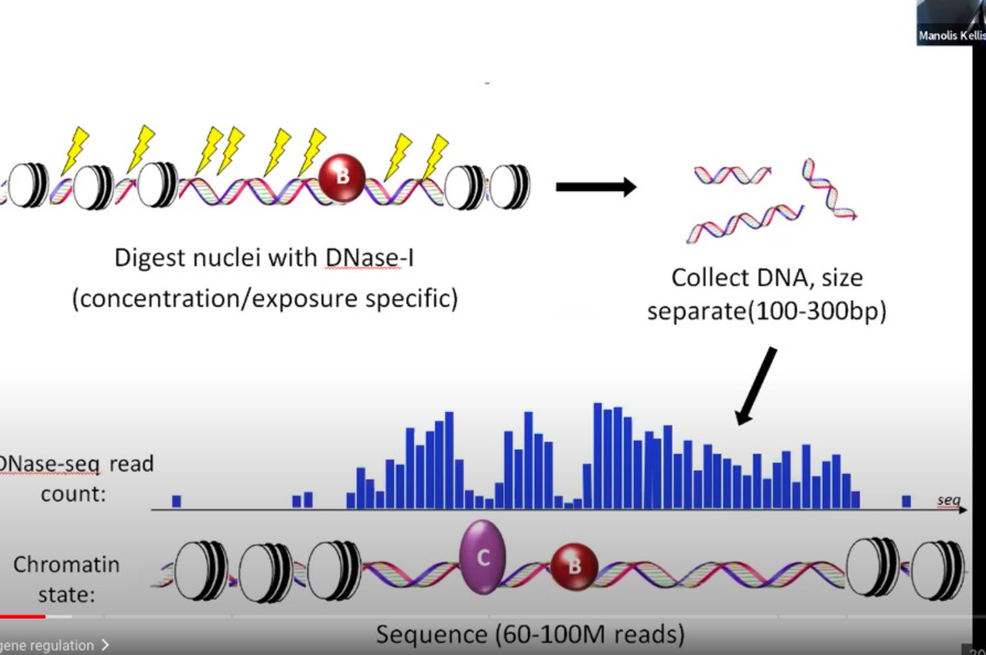 【Regulatory Genomics】Part1基因调控的生物学基础、motifs与测序技术_测序的motif及z值-CSDN博客
