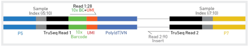 scRNA-seq | 吐血整理的单细胞入门教程（从原理到代码实操）（二）_单细胞测序 代码-CSDN博客