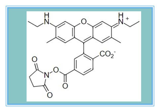 6-CR6G Succinimidyl Ester，6-CR6G, SE，6-羧基罗丹明6G活性酯，是由6-CR6G与胺反应衍生而来的荧光标记 ...