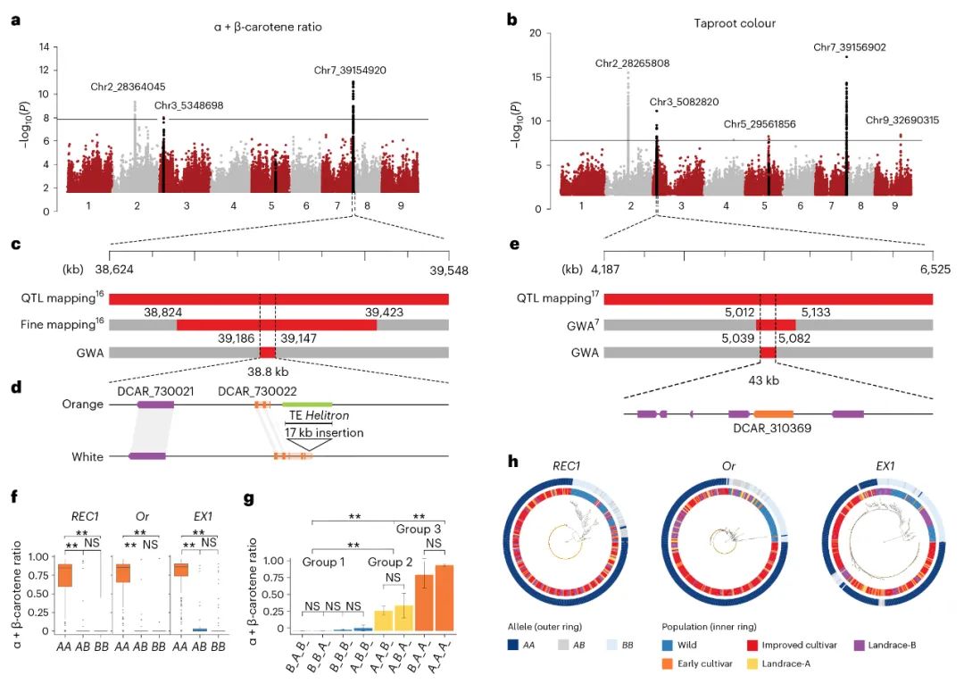 nature plants|Gwas分析揭秘胡萝卜独特橙色表型-CSDN博客