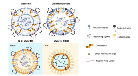 阳离子脂质体DOTMA和DOTAP在科研应用方面的区别有哪些？-CSDN博客