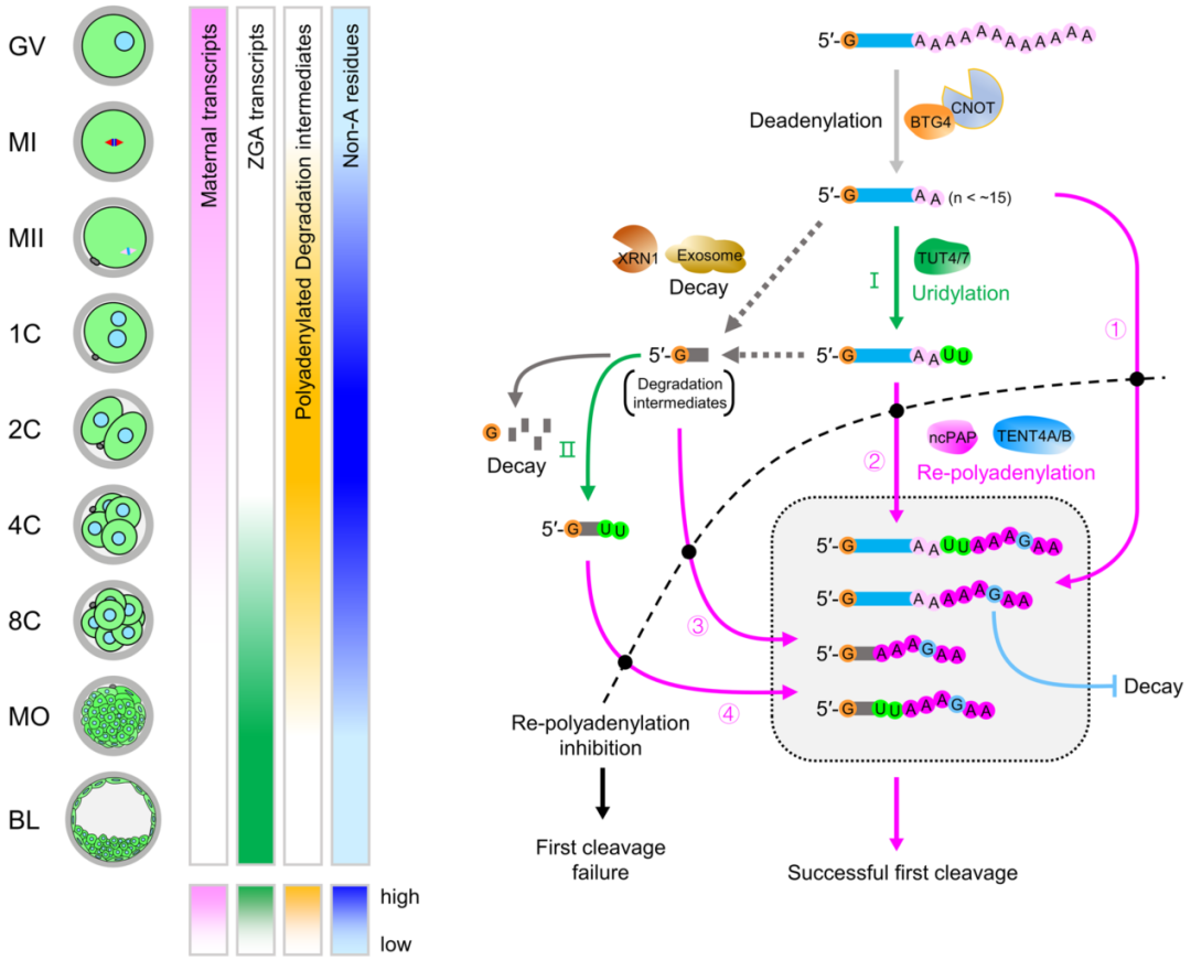 专家点评NSMB | 陆发隆/刘玉胜/吴克良/周兵/王加强揭示通过poly(A)尾巴重塑母源mRNA调控人类卵子向胚胎转变...-CSDN博客