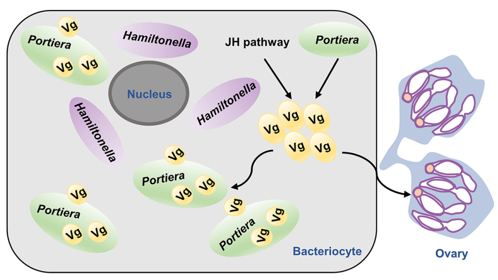mBio | 沈农栾军波组揭示卵黄原蛋白促进烟粉虱和含菌细胞共生菌的共生关系-CSDN博客
