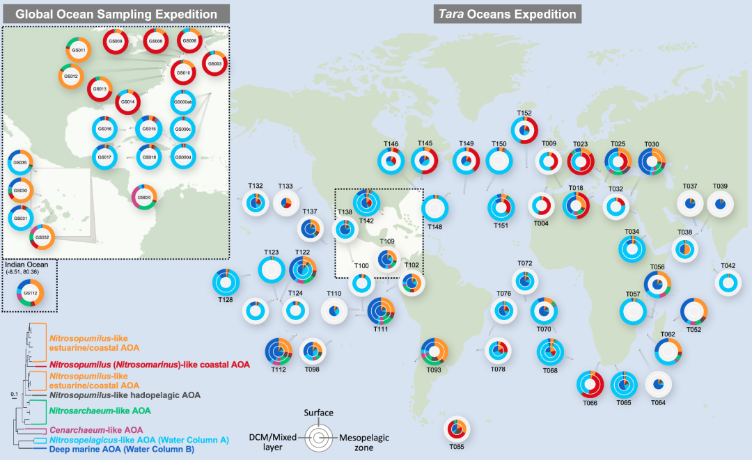 ISME：海洋氨氧化古菌的营养能量策略决定其生物地理学分布格局-CSDN博客