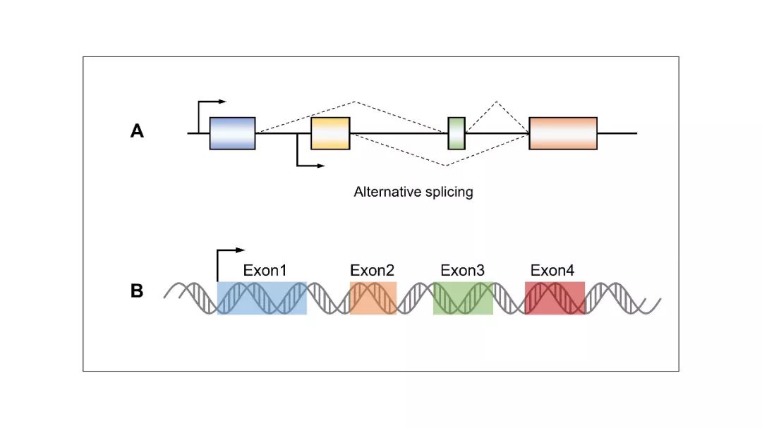 没有ggplot这个函数_这个lncRNA机制图是用PPT画的！-CSDN博客
