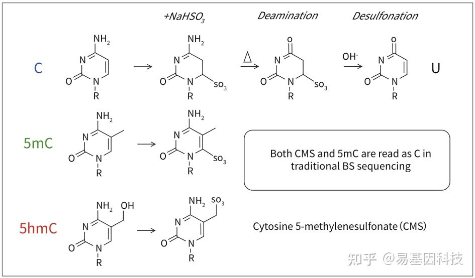 精准DNA甲基化/羟甲基化测序（oxBS-seq）｜易基因技术推介_5mc和5hmc功能-CSDN博客