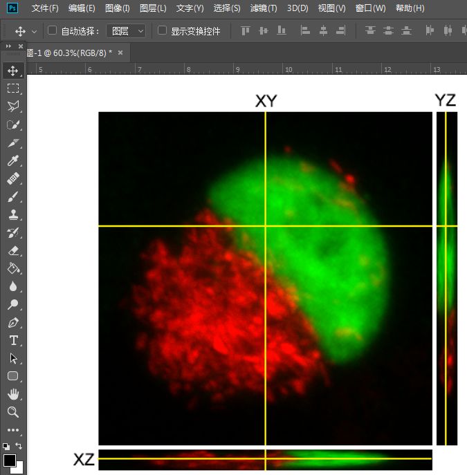 imagej旋转图片_老司机带你解锁ImageJ三维图片分析技巧_Brraida的博客-CSDN博客